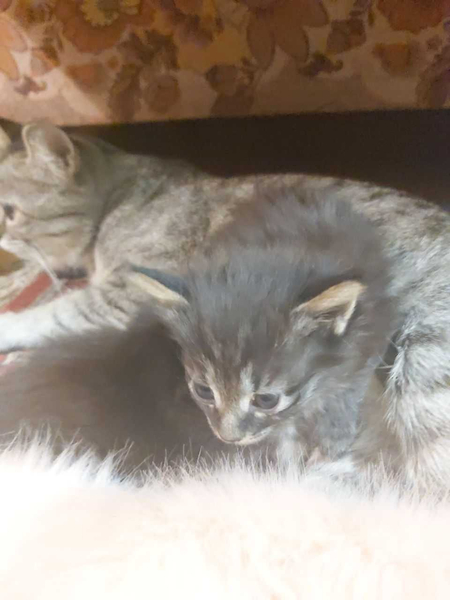 Котята в хорошие руки