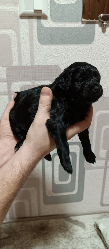 Продам Щинят в хорошие руки
