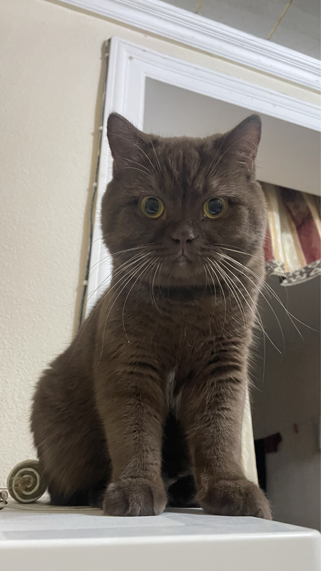 Скотиш страйт на взяку