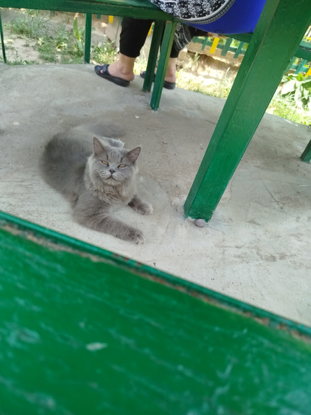 Кошка пародистая