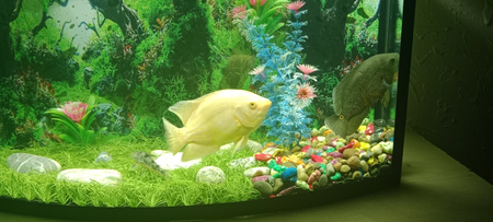 Astranavus sotladi