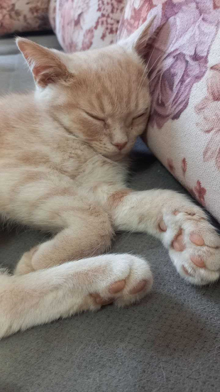 Котята скоттиш фолд и скоттиш страйт 4 месяца .