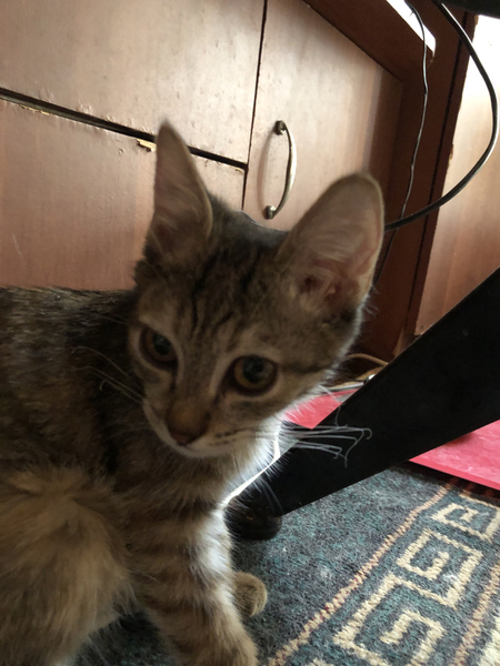 Котята в хорошие руки