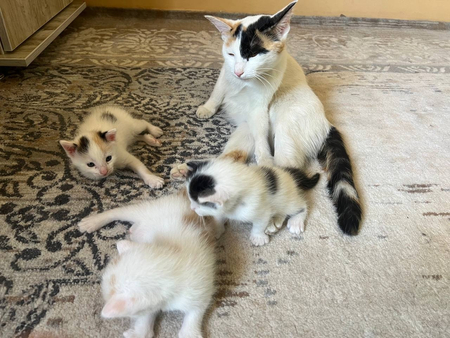 котята отдам даром кошки