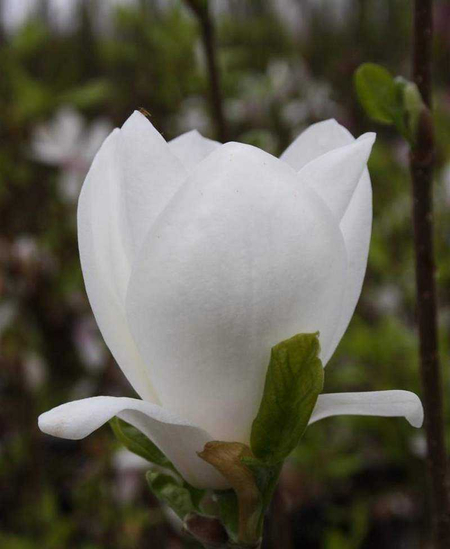 Магнолия листопадная/не листопадная. Magnolia
