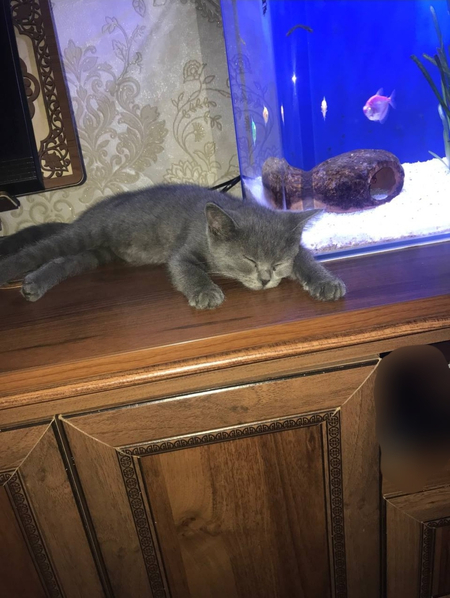 Акция.Продаётся британский котёнок