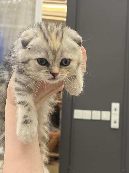 Котенок девочка Порода: Шиншилла мраморного окраса