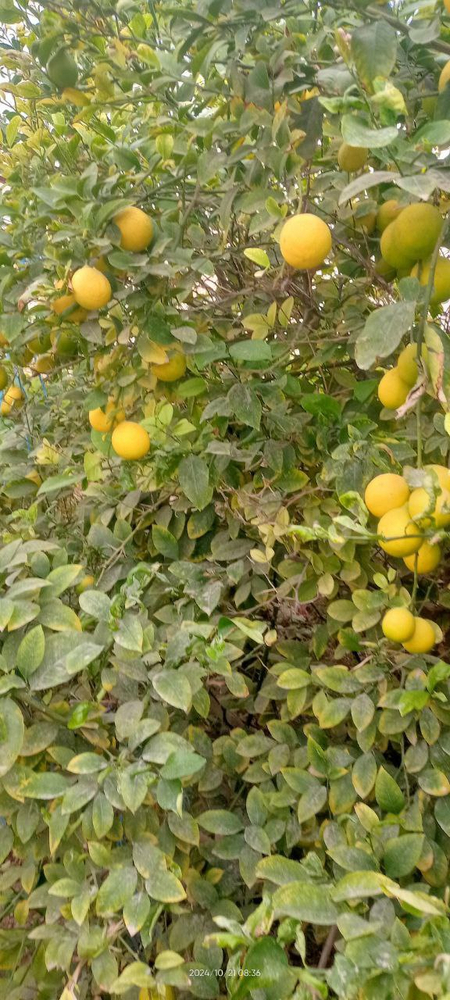 Limonlar sotiladi