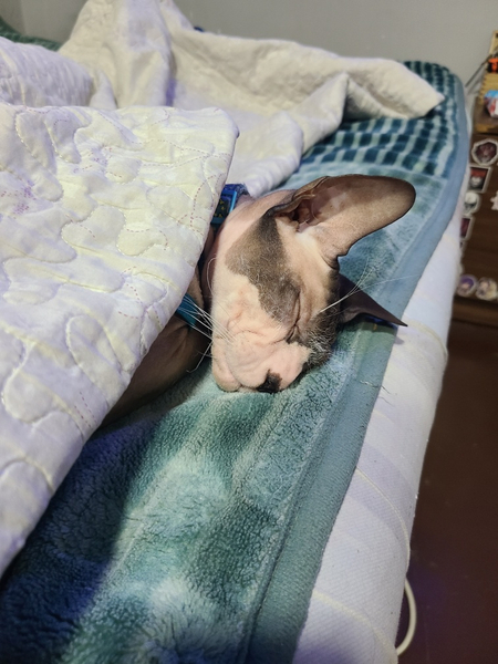 Продаётся котик Сфинкс мальчик.