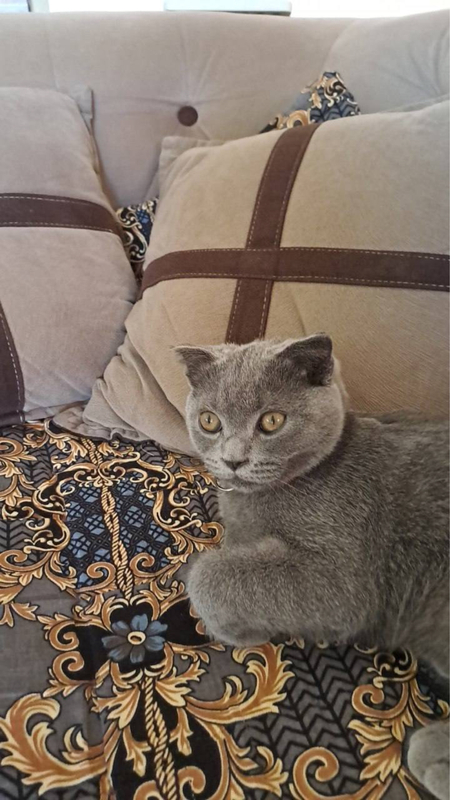 Продается кот пародистый
