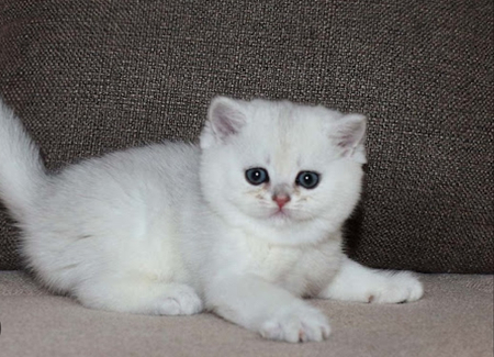 Котята чистокровные!!