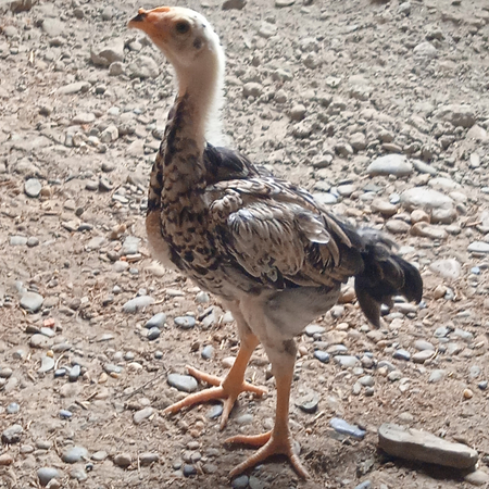 Zotli kulangi joʻjamiz sotiladi