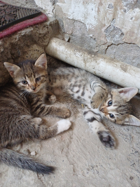 Отдам котят даром
