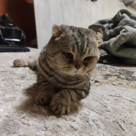 Скоттиш фолд сотилади