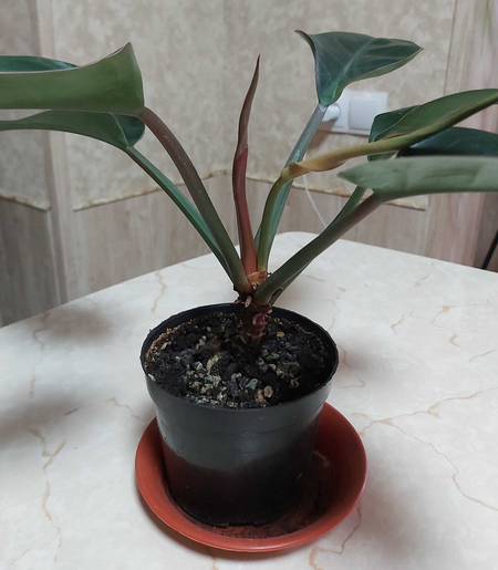 Филодендрон White Knite