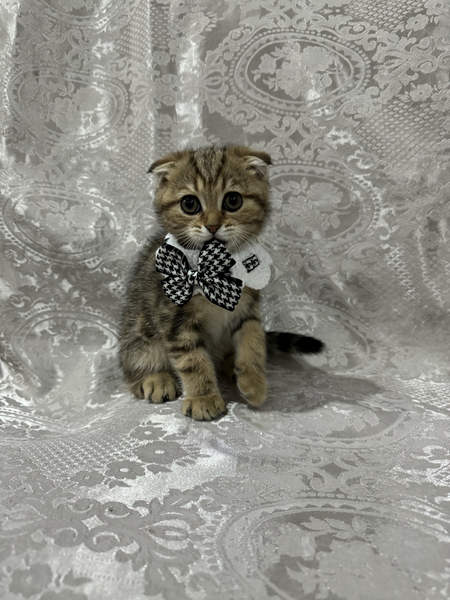 Игривые котята скотиш фолд