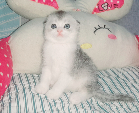 Котята скоттиш фолд