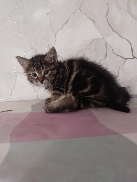 Котята и мама кошка