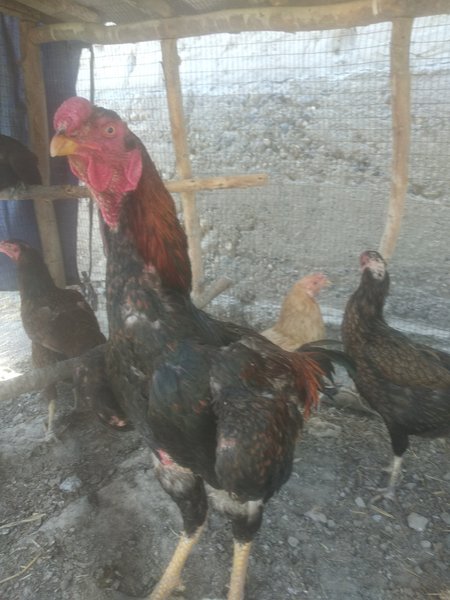 Yeb ichishiga javob bugun 17kunlik buldi faqat yozila rasmdagi otasi