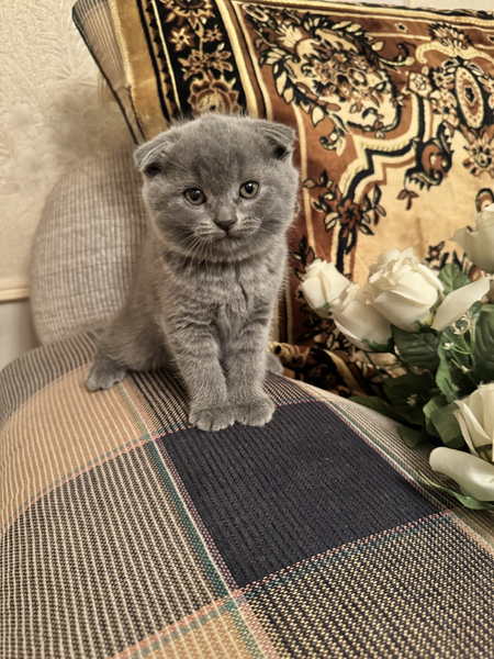 Продаются Шотландские котята вислоушки