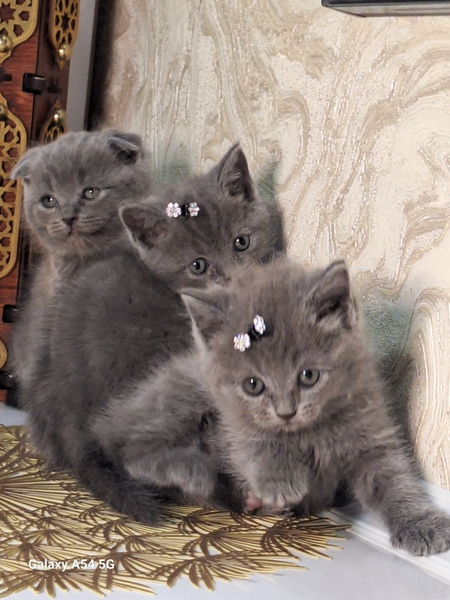 Продаются котята