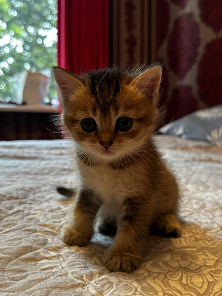 Продаются котята