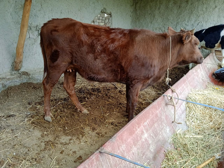 7 oylik buĝoz ĝunojin sotiladi sifati zur badaniyam yaxshi  kelishamiz