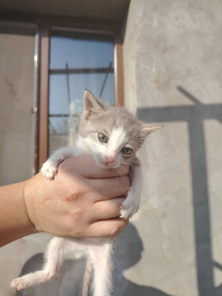 Котёнок красивый озорной