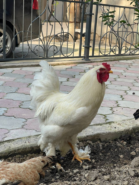 Xoroz sotiladi.          .