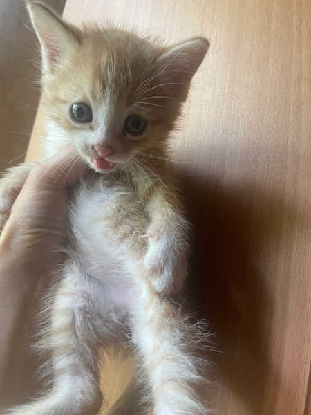 Котята скотиш свои