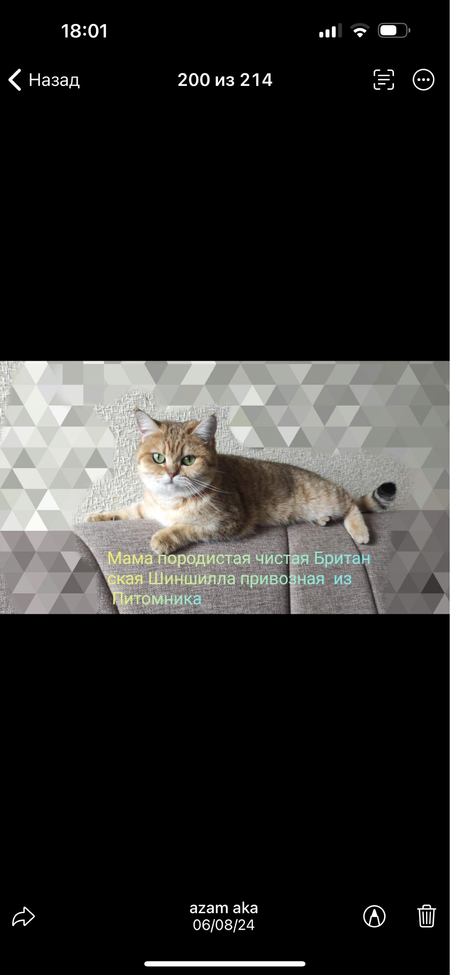 Serebristy Shinshilla