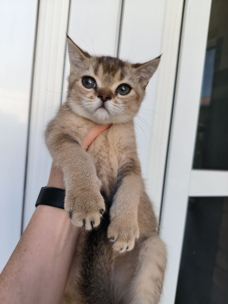 Продаю Котят Скоттиш страйт и скотиш фолд