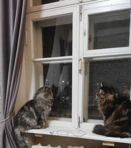 Мейнкун вязка кот серебро и кот полидакт