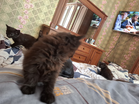 Отдам котят в хорошие руки