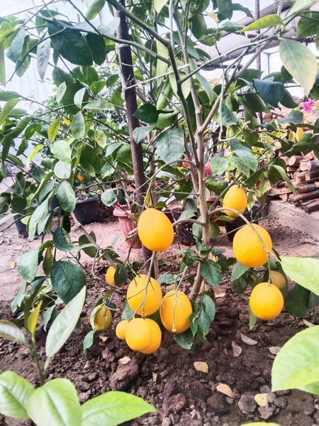 Limonlar sotiladi