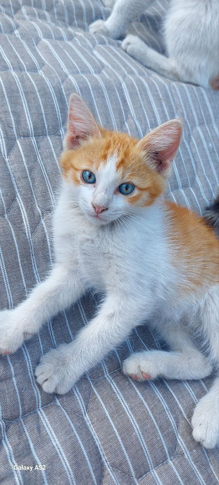 Домашний кошки 3 молчика