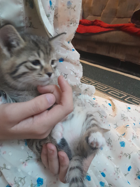Отдам котят даром