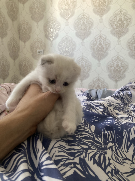 Scottish fold 2 oylik aqili hamma narsani biladi praplan yevoti