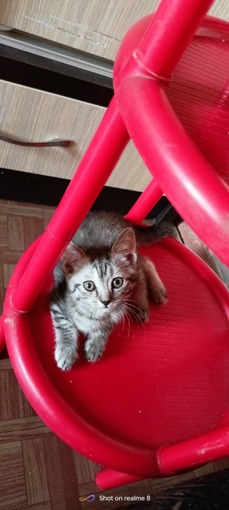 Пристрйваю котят в хорошие добрые руки