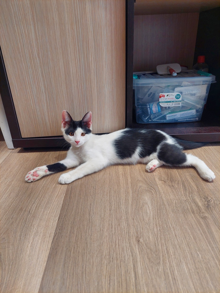 Котёнок кастрированный