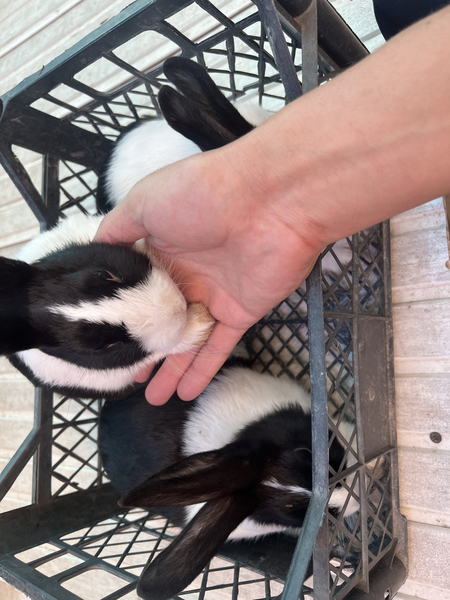 Golland panda zotli quyonlar