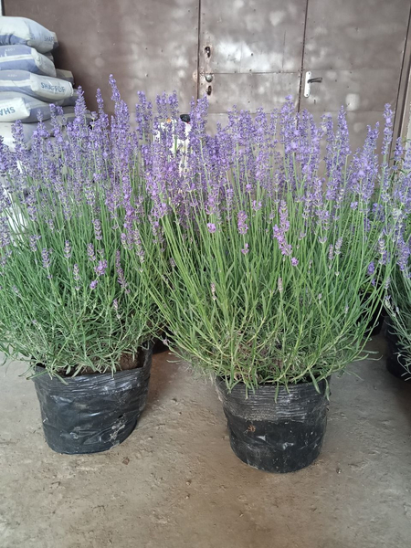Барвинок малый Variegata