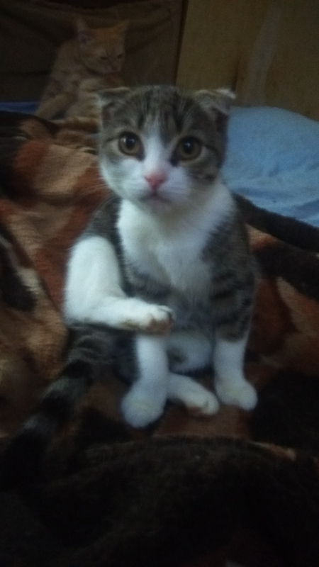 Маленький умный котенок ищет уютный домик 300 тыс