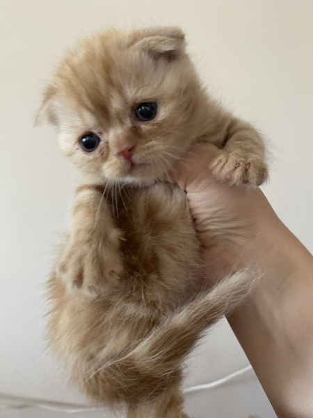 Скоттиш фолд