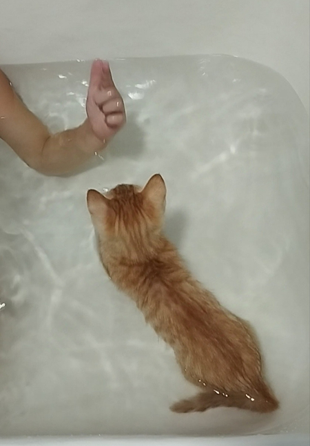 Отдам рыжего котенка, возраст 2,5 месяца