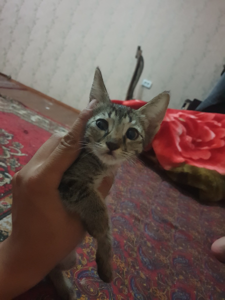 ona bola mushik xadyaga beriladi