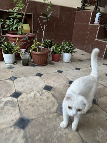 Scottish fold mushukchalarini sotamiz