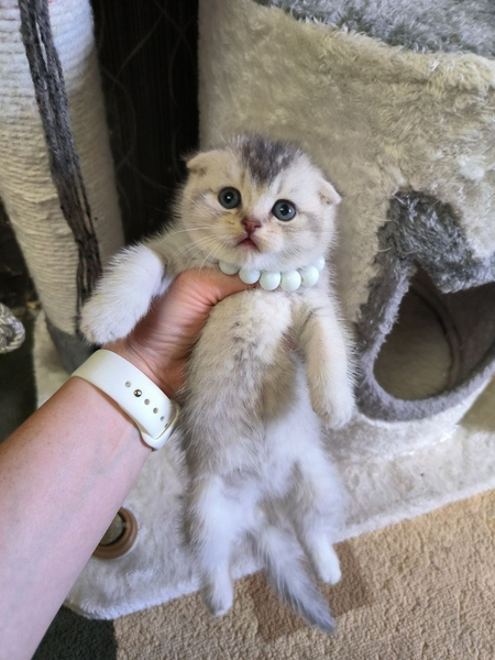 Прекрасные игривые котята