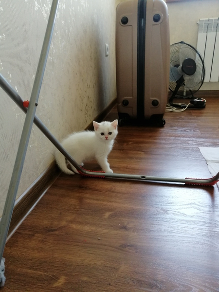 Котята вислоухие
