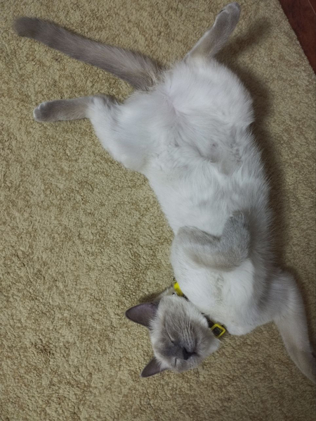 Сиамская кошка 9 месяцев